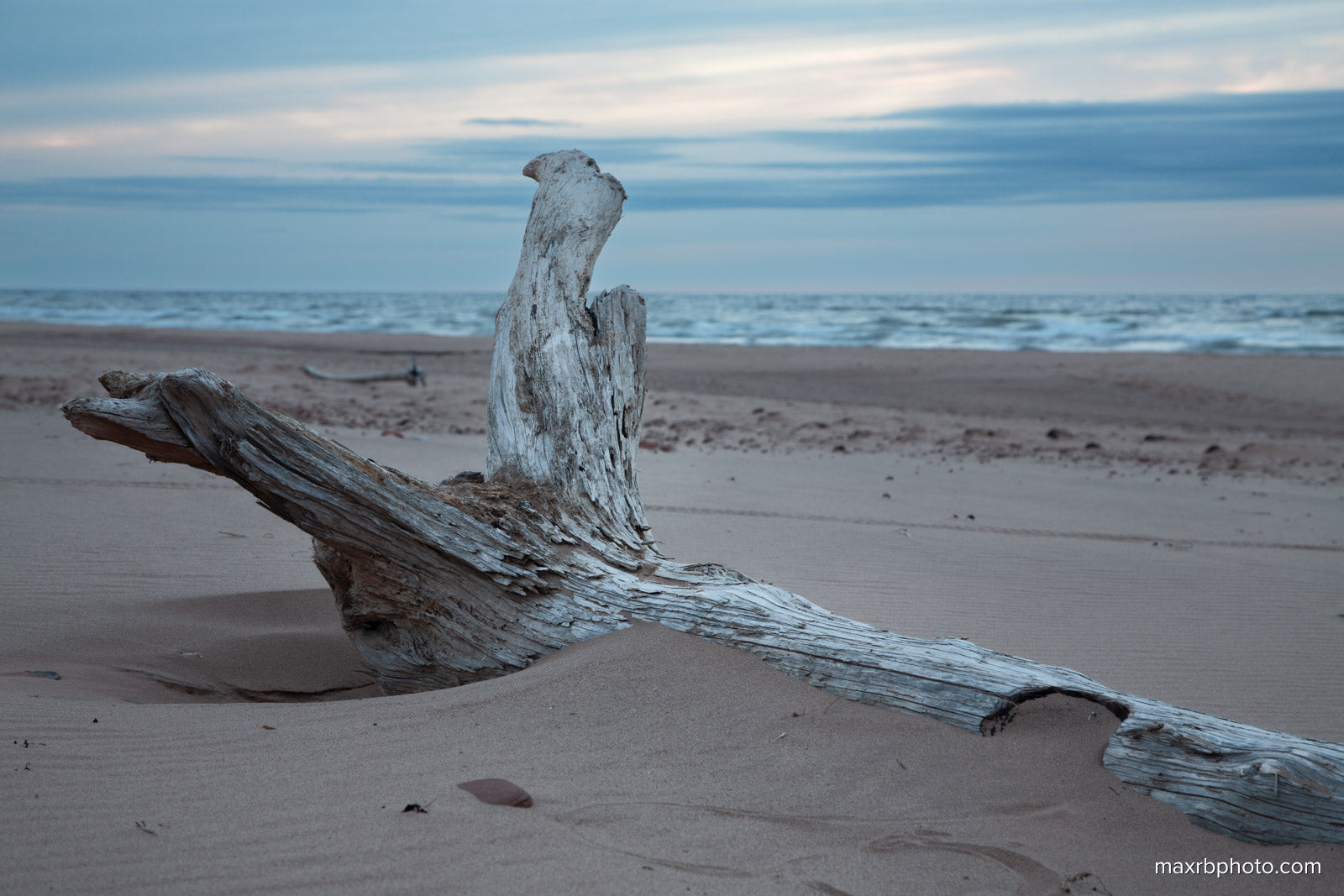 Homage to Trees – MRB Photography